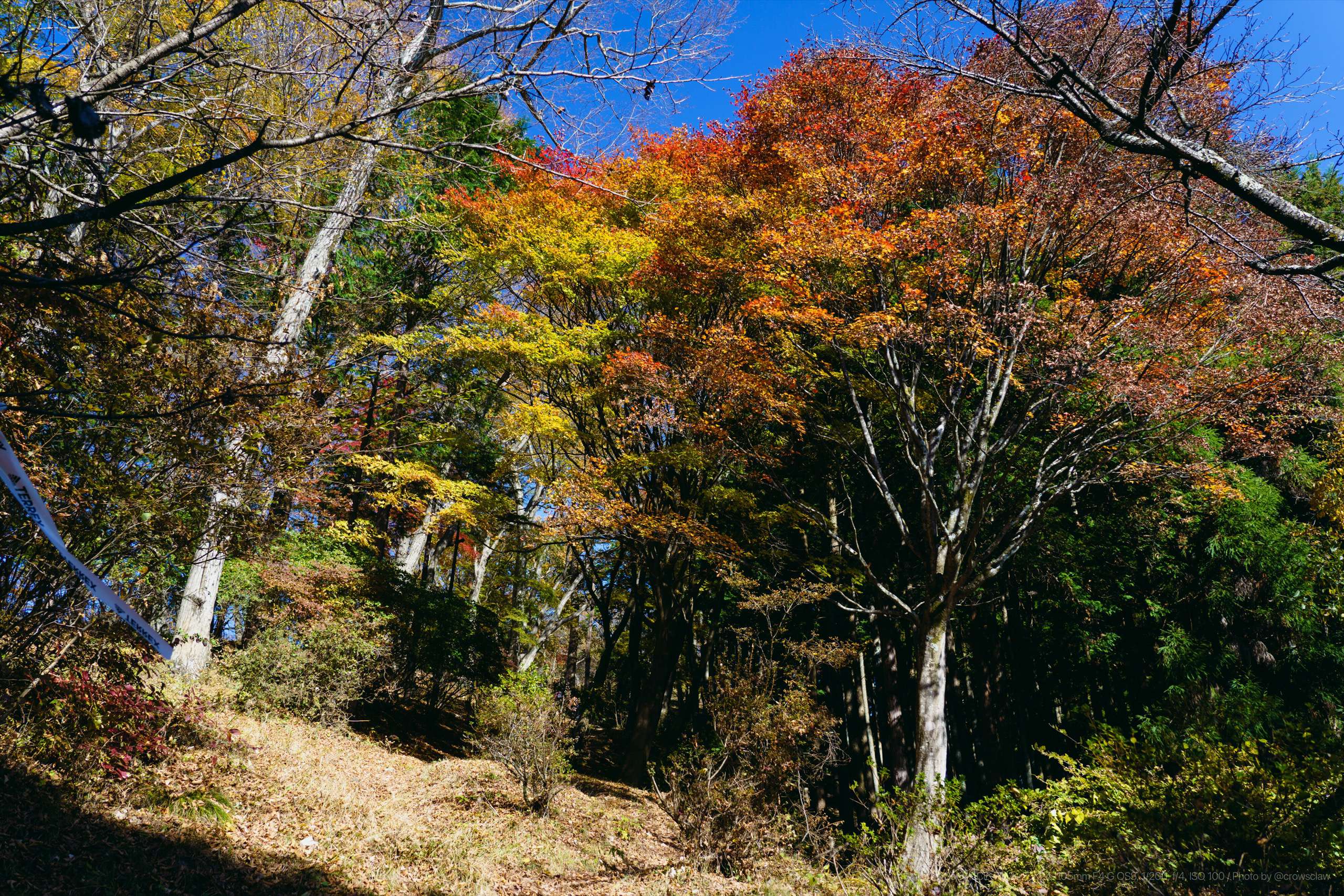 【奥武蔵】関八州見晴台：高山不動尊の大銀杏を仰ぐ | CROW'SCLAW