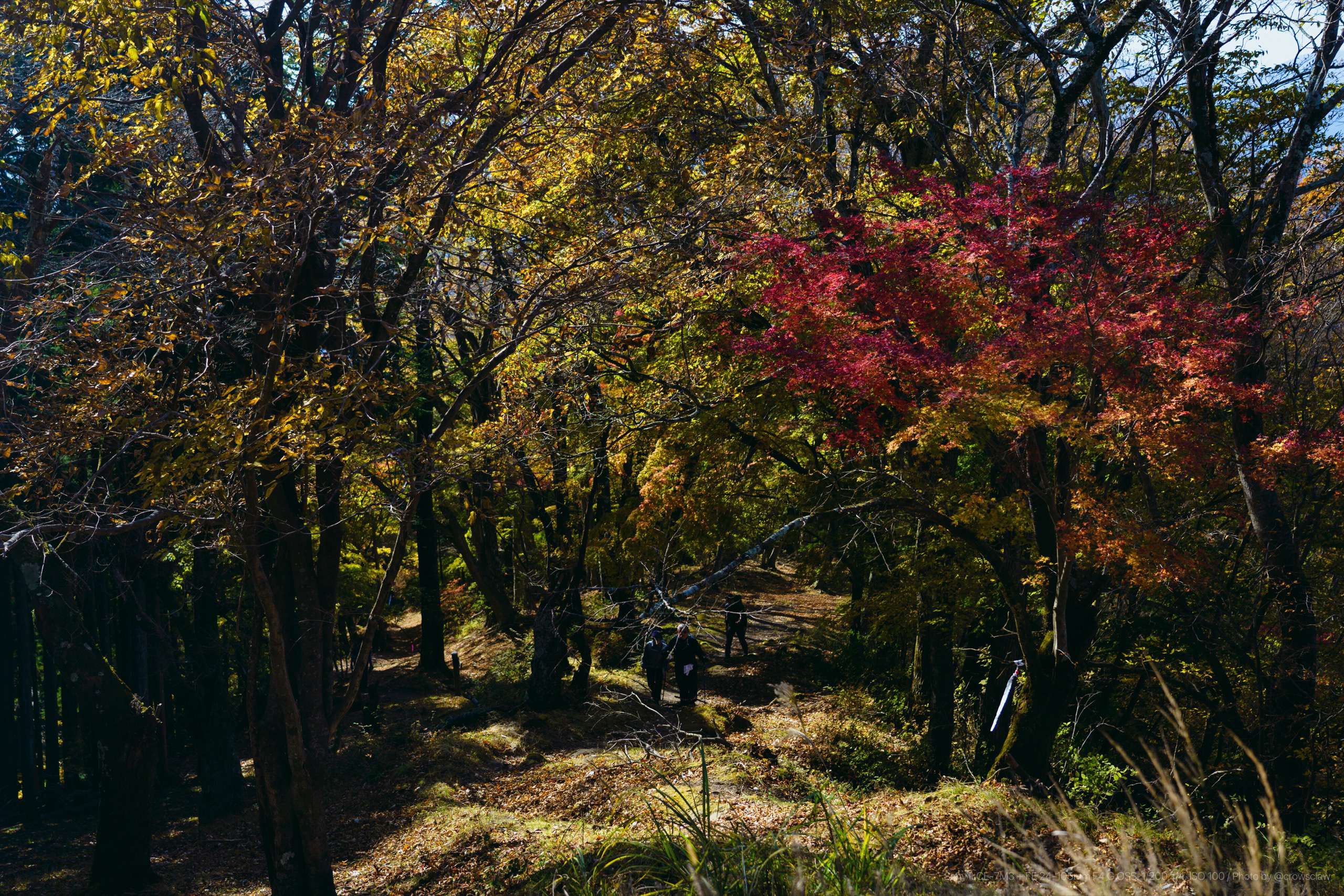 【奥武蔵】関八州見晴台：高山不動尊の大銀杏を仰ぐ | CROW'SCLAW